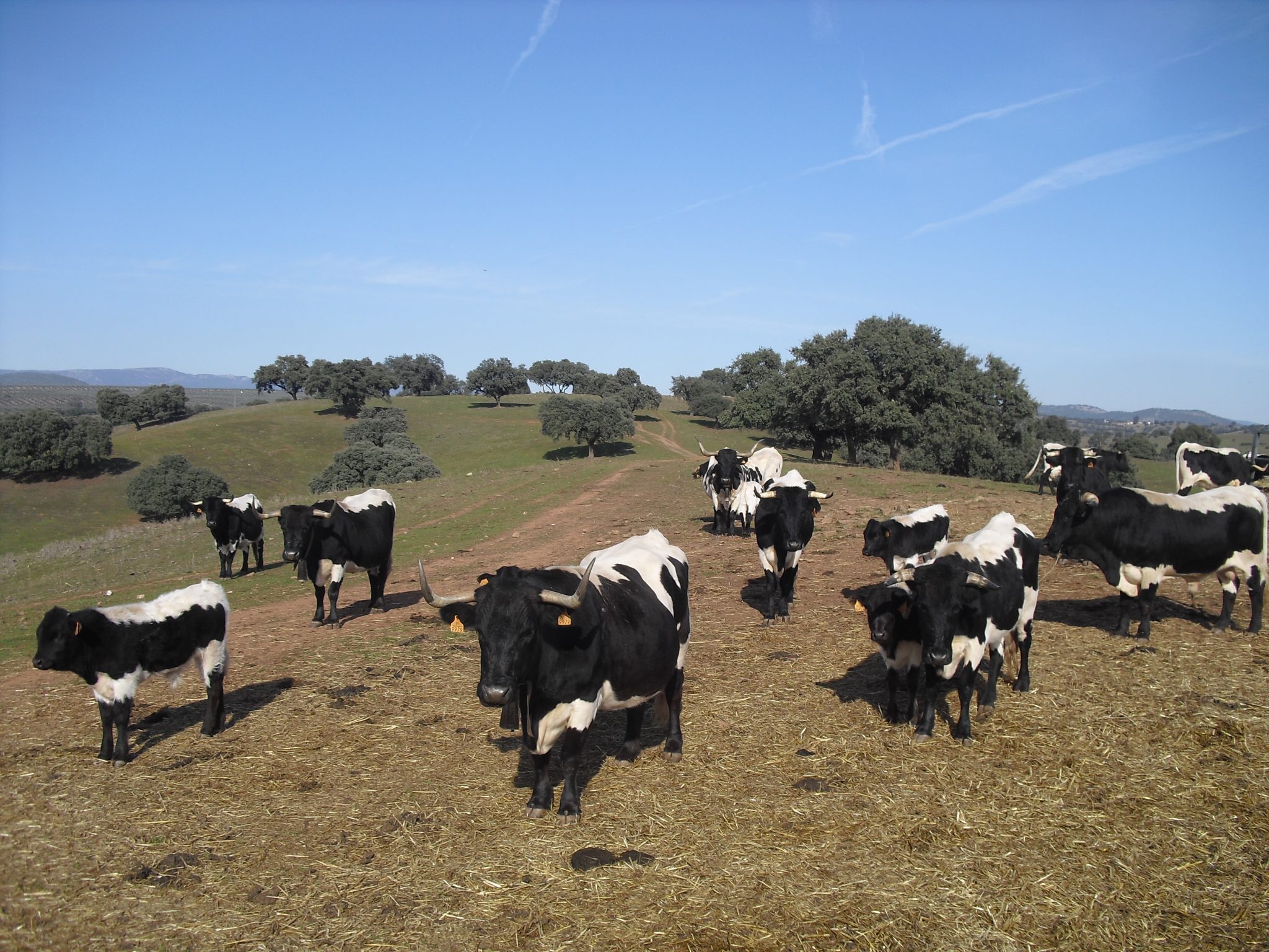 Agrupación – ANABE